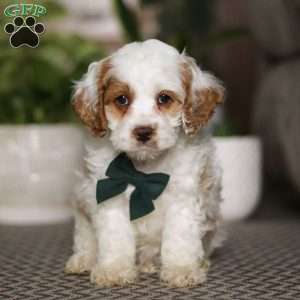 Cockapoo Puppies for Sale - Greenfield Puppies