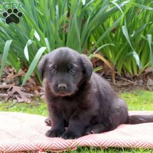 Mini Labradoodle Puppies For Sale - Greenfield Puppies