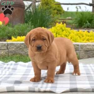 Fox Red Labrador Retriever Puppies for Sale - Greenfield Puppies