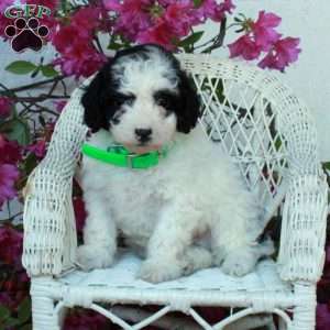 Miniature Poodle Puppies for Sale - Greenfield Puppies