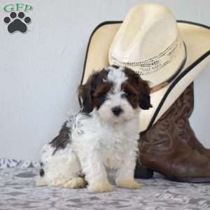 Cavapoo Puppies For Sale - Greenfield Puppies