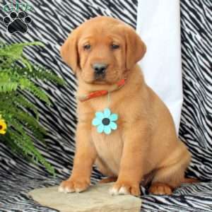 Fox Red Labrador Retriever Puppies for Sale - Greenfield Puppies
