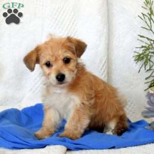 Yorkie-Chon Puppies For Sale | Greenfield Puppies