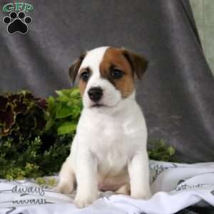 Jack Russell Terrier Puppies For Sale - Greenfield Puppies