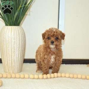 Alvin & Linda Jane Beiler - Greenfield Puppies