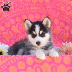 Pomsky Puppies For Sale - Greenfield Puppies