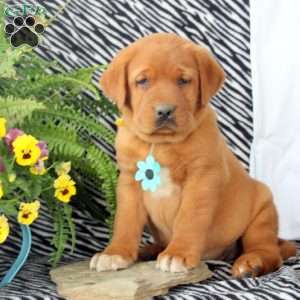Fox Red Labrador Retriever Puppies for Sale - Greenfield Puppies
