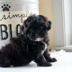 Shih-Poo Puppies For Sale - Greenfield Puppies