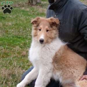 Collie Puppies For Sale - Greenfield Puppies