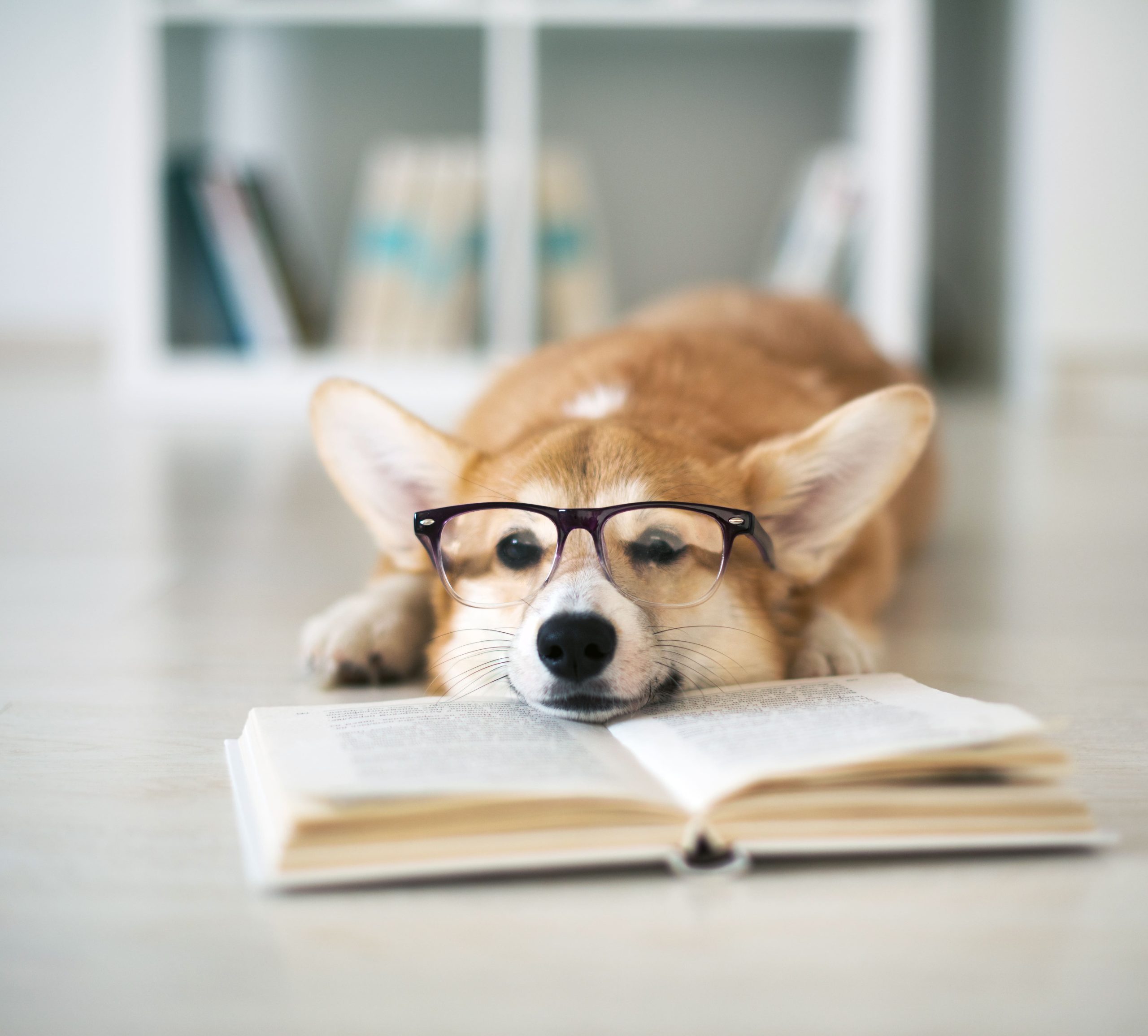 16 Popular Literary Dog Names For Book Lovers - GFP