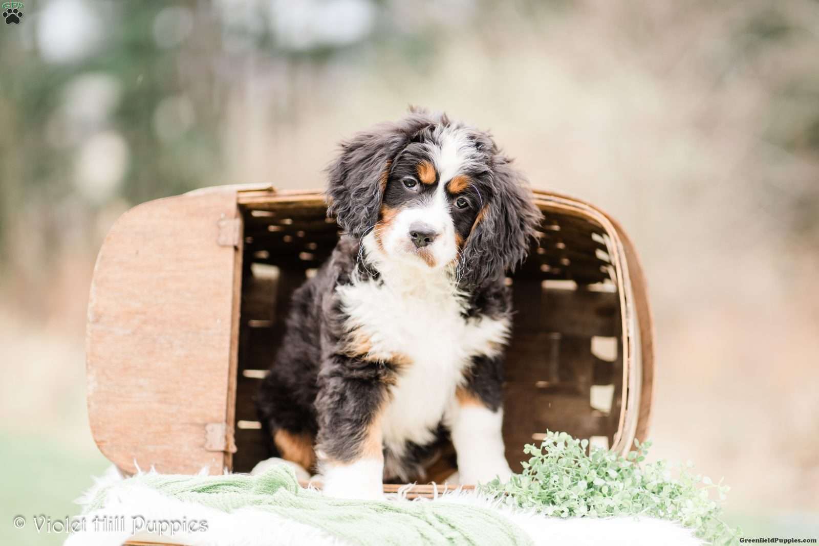 Bailey - Miniature Bernese Mountain Dog Puppy For Sale in Ohio