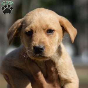 Labrador Mix Puppies For Sale | Greenfield Puppies