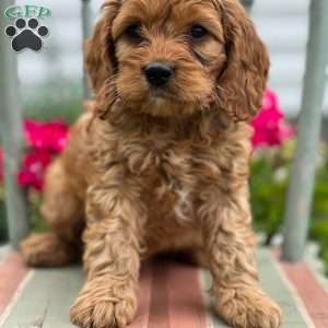 Cockapoo Puppies for Sale - Greenfield Puppies