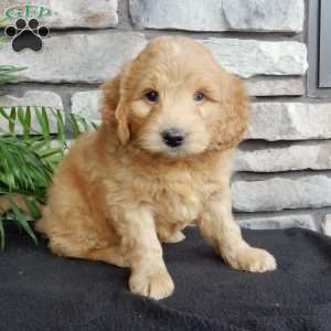 Mini Goldendoodle Puppies for Sale - Greenfield Puppies