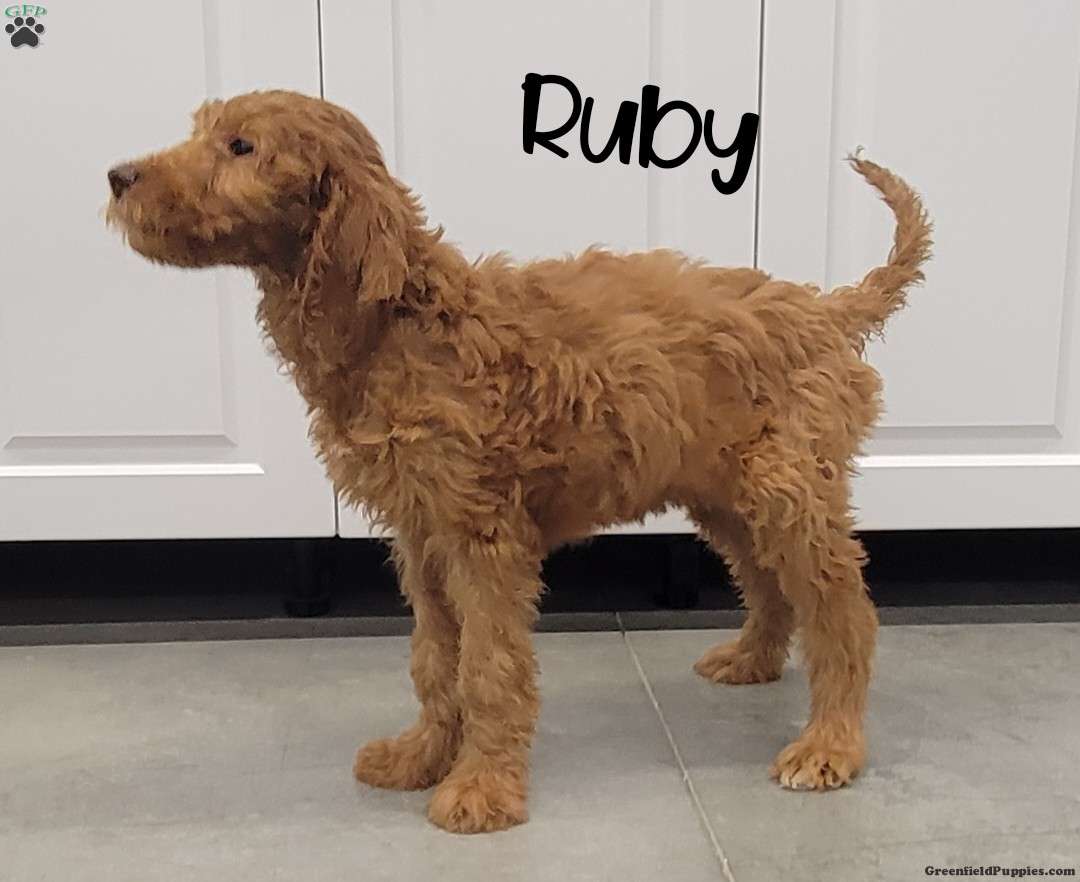 Ruby - Irish Doodle Puppy For Sale in Ohio