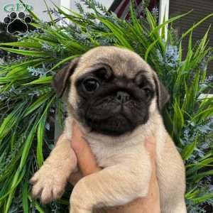 Pug Puppies For Sale - Greenfield Puppies