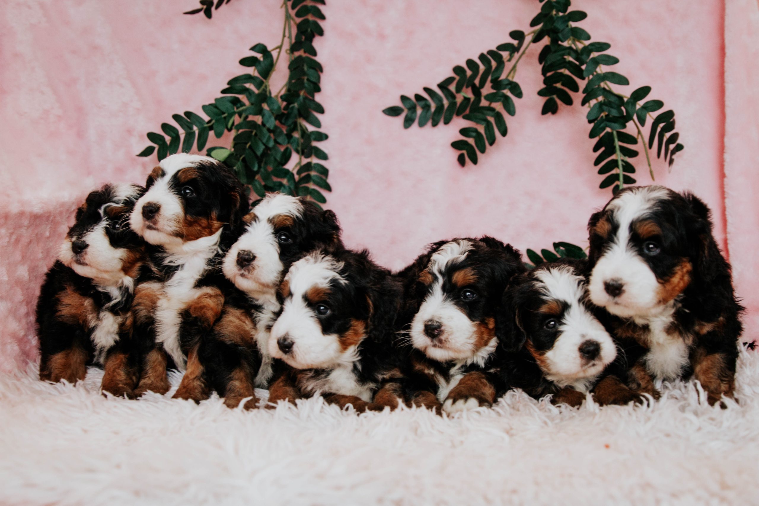 Greenbrier Homestead - Greenfield Puppies