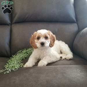 Cockapoo Puppies for Sale - Greenfield Puppies