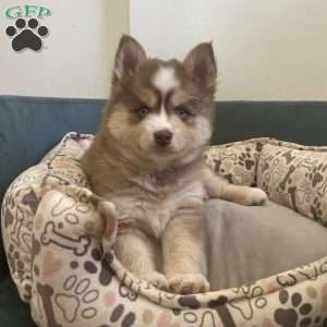 Pomsky Puppies For Sale - Greenfield Puppies