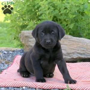 Black Labrador Retriever Puppies For Sale - Greenfield Puppies