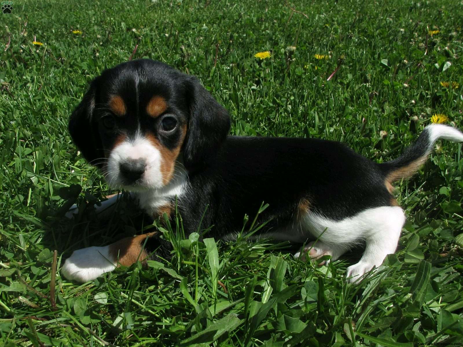 Alexis - Beaglier Puppy For Sale in Pennsylvania