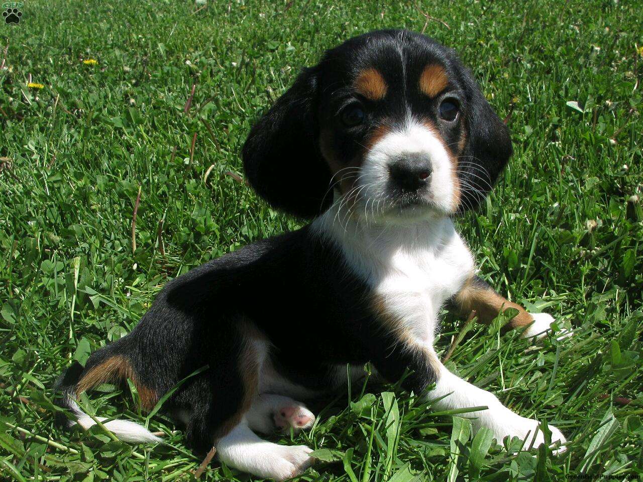 Alexis - Beaglier Puppy For Sale in Pennsylvania