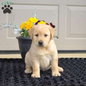 Yellow Labrador Retriever Puppies For Sale - Greenfield Puppies