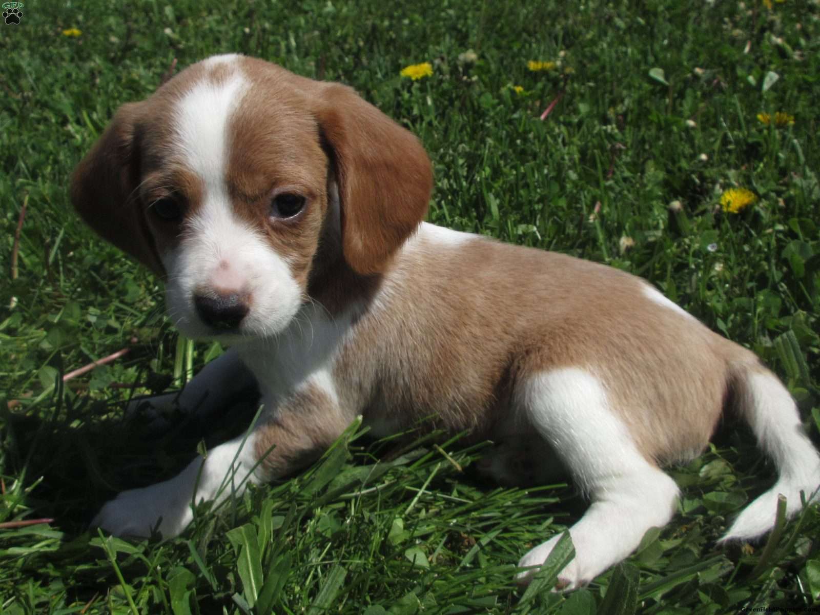 Allison - Beaglier Puppy For Sale in Pennsylvania