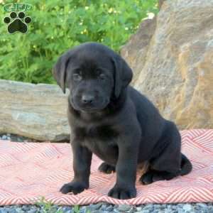 Black Labrador Retriever Puppies For Sale - Greenfield Puppies