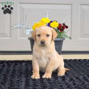 Yellow Labrador Retriever Puppies For Sale - Greenfield Puppies