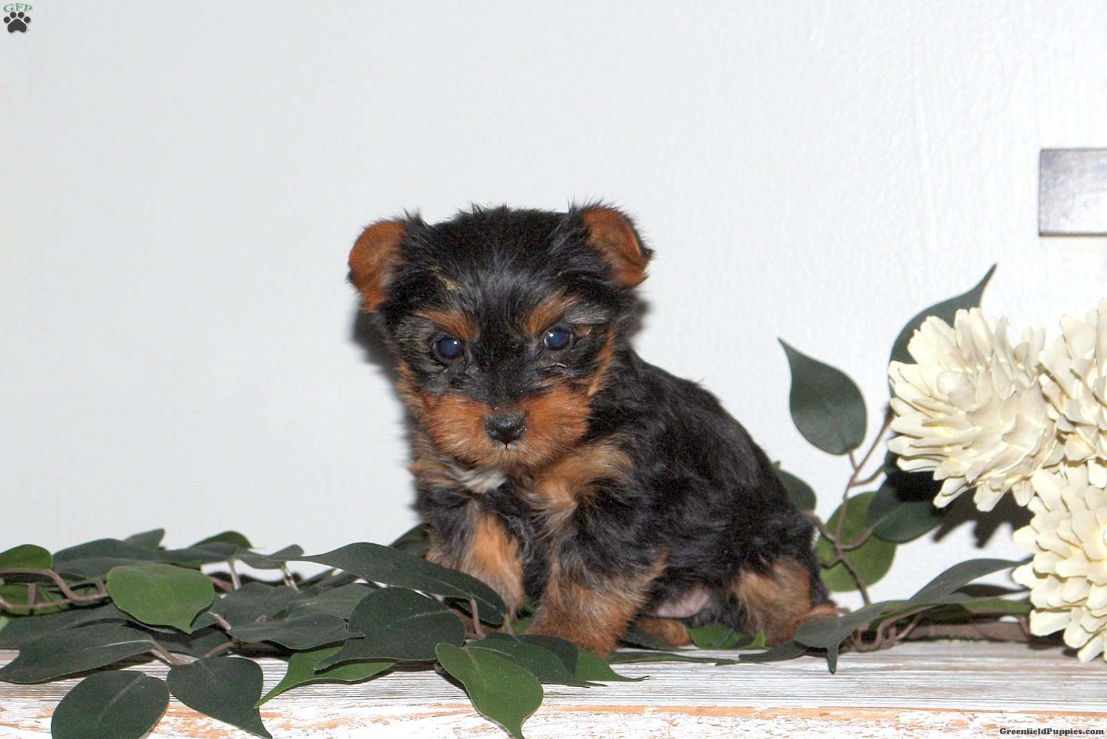Aria - Yorkie Mix Puppy For Sale in Pennsylvania