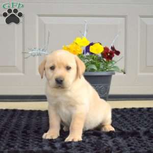 Yellow Labrador Retriever Puppies For Sale - Greenfield Puppies