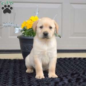 Yellow Labrador Retriever Puppies For Sale - Greenfield Puppies