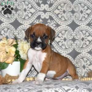 Boxer Puppies For Sale - Greenfield Puppies
