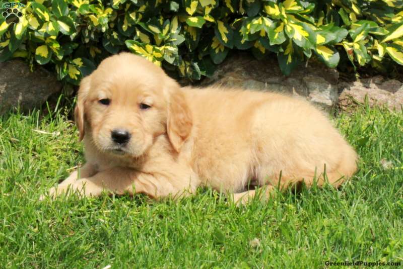 Baxter - Golden Retriever Puppy For Sale in Pennsylvania