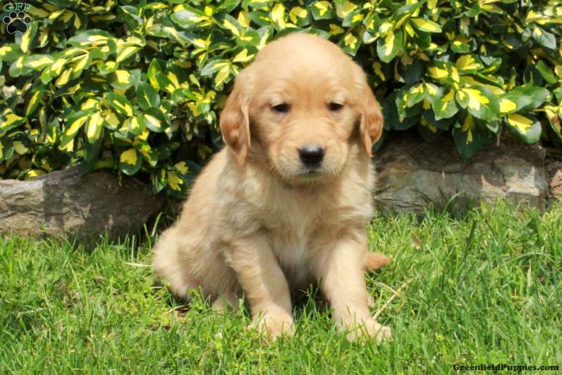 Baxter - Golden Retriever Puppy For Sale in Pennsylvania