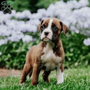Boxer Puppies For Sale - Greenfield Puppies
