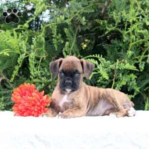 Boxer Puppies For Sale - Greenfield Puppies