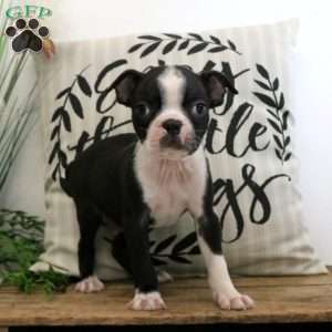 Boston Terrier Puppies For Sale - Greenfield Puppies