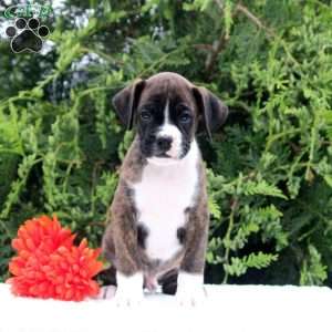 Boxer Puppies For Sale - Greenfield Puppies