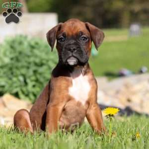 Boxer Puppies For Sale - Greenfield Puppies