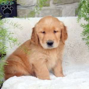 Sam Stoltzfus - Greenfield Puppies