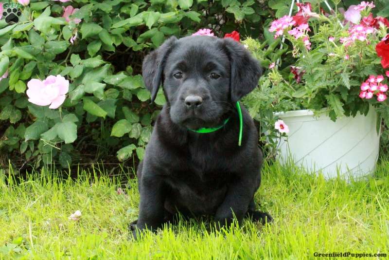 Daisy - Golden Labrador Puppy For Sale in Pennsylvania
