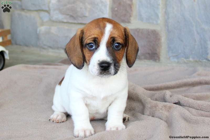 Dexter - Beagle Mix Puppy For Sale in Pennsylvania