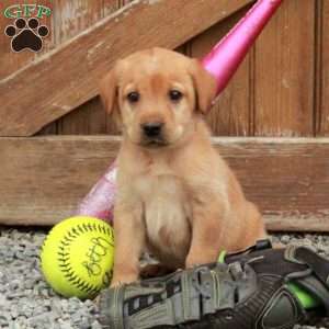 Fox Red Labrador Retriever Puppies for Sale - Greenfield Puppies