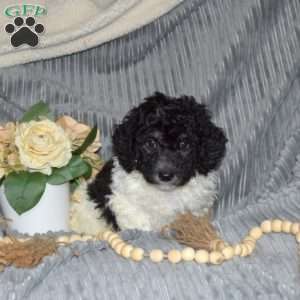 Bich-poo Puppies For Sale - Greenfield Puppies