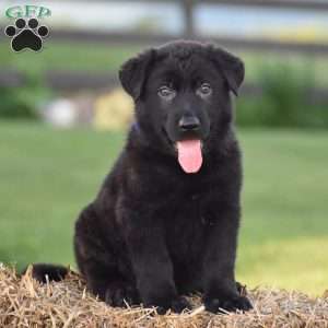 Aaron Glick - Greenfield Puppies