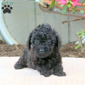 Bich-poo Puppies For Sale - Greenfield Puppies