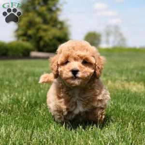 Bich-poo Puppies For Sale - Greenfield Puppies