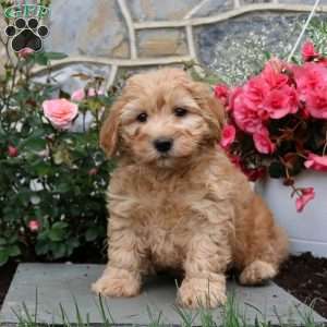 Leah Lapp - Greenfield Puppies